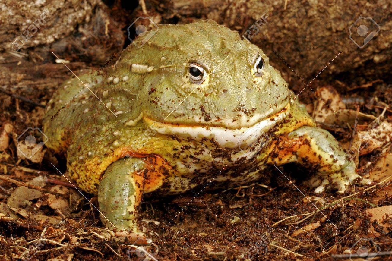 Frogs - Pixies, Pacmans, & More! - The Critter Depot Forum